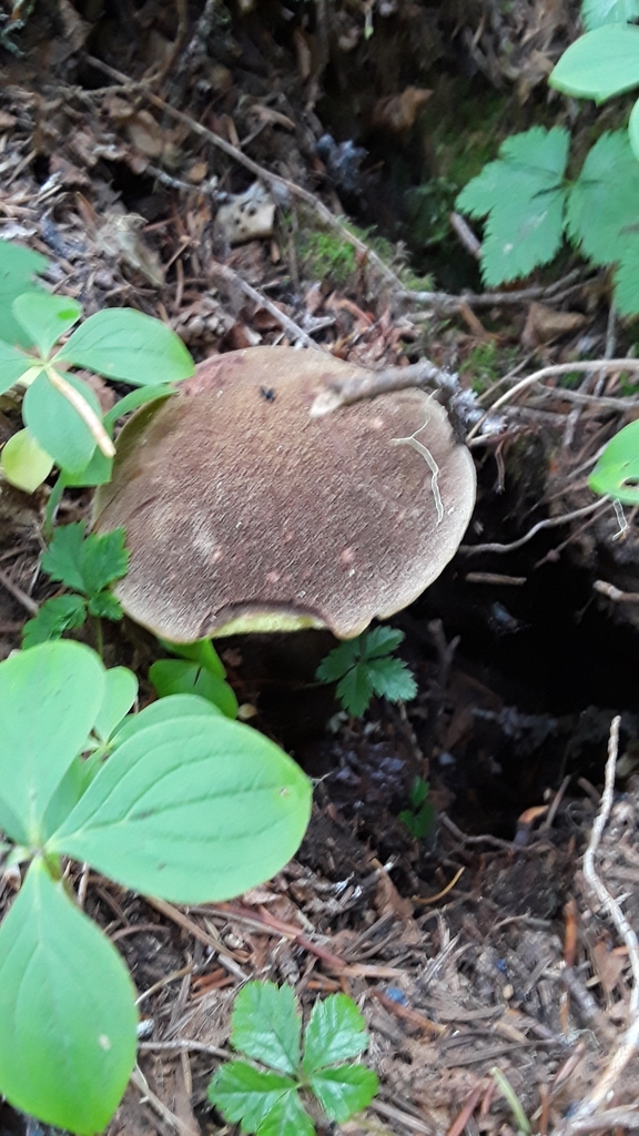 admirable bolete from Skamania County, US-WA, US on October 01, 2018 at ...