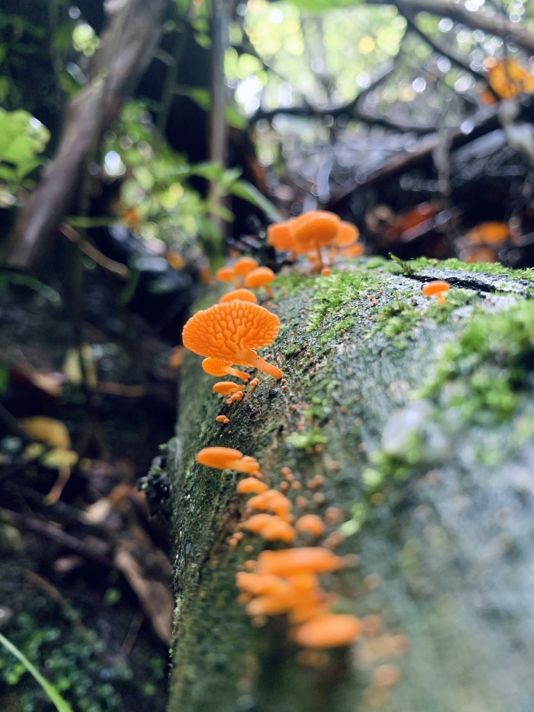 orange pore fungus from Central Park, Wellington, Wellington, NZ on ...