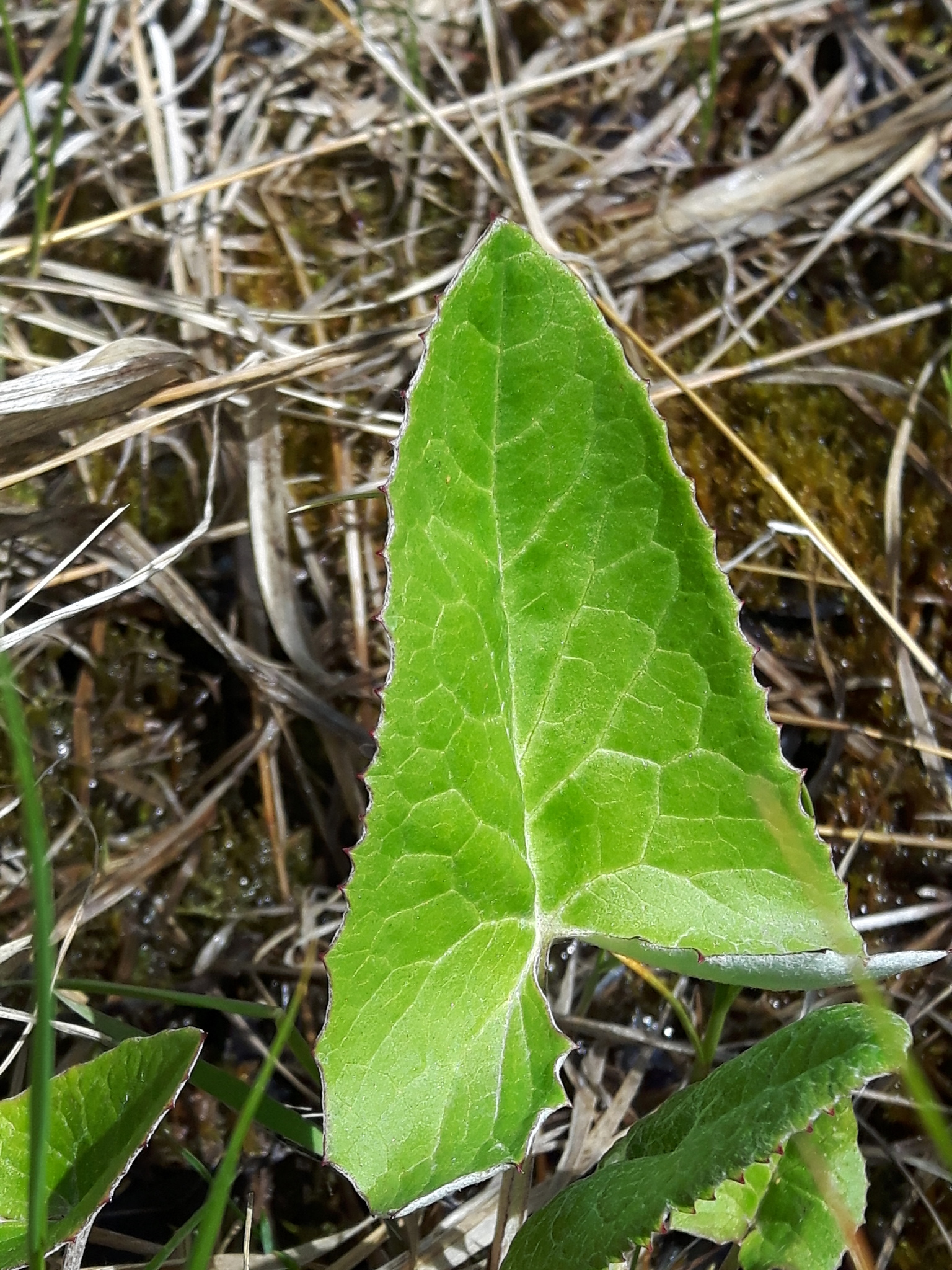 Petasites frigidus var. sagittatus (Banks ex Pursh) Chern.