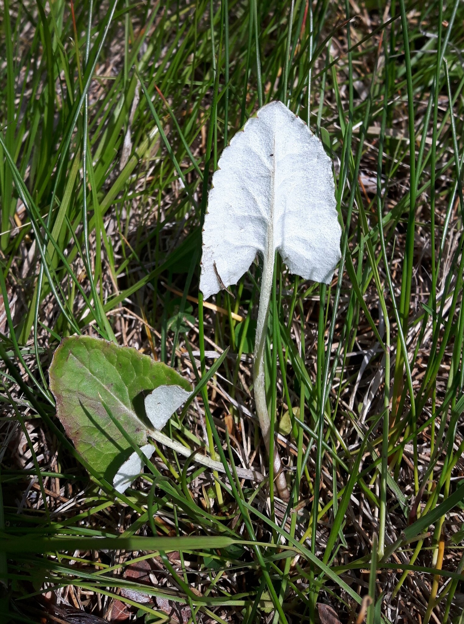 Petasites frigidus var. sagittatus (Banks ex Pursh) Chern.