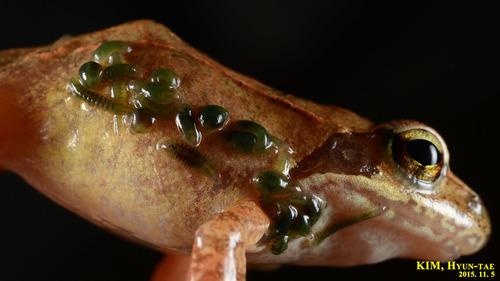 Genus Torix · iNaturalist