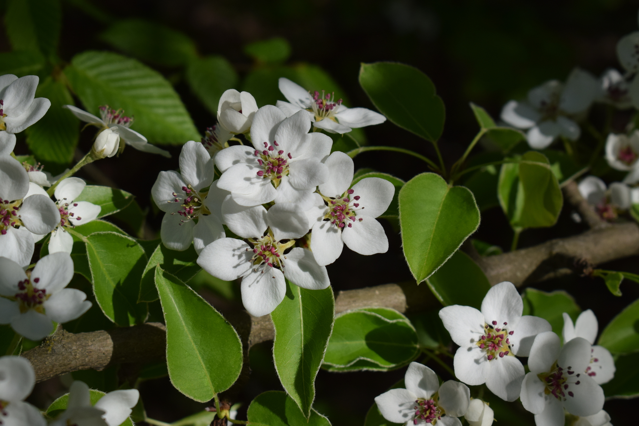 Pyrus communis subsp. caucasica (Fed.) Browicz