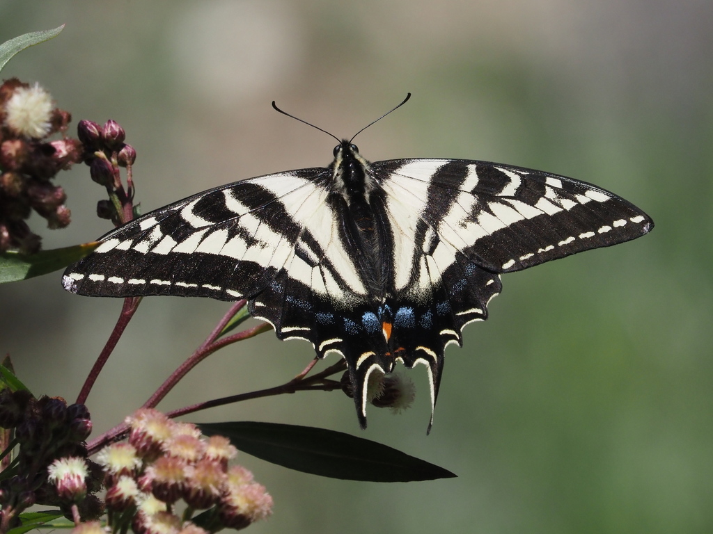 Pale Swallowtail from Los Angeles County, CA, USA on March 17, 2023 at ...