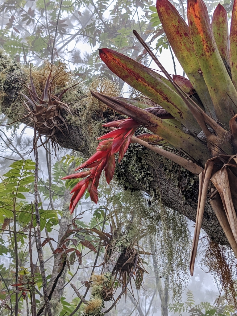 Tillandsia compacta from Manabao (D. M.)., Dominican Republic on March ...