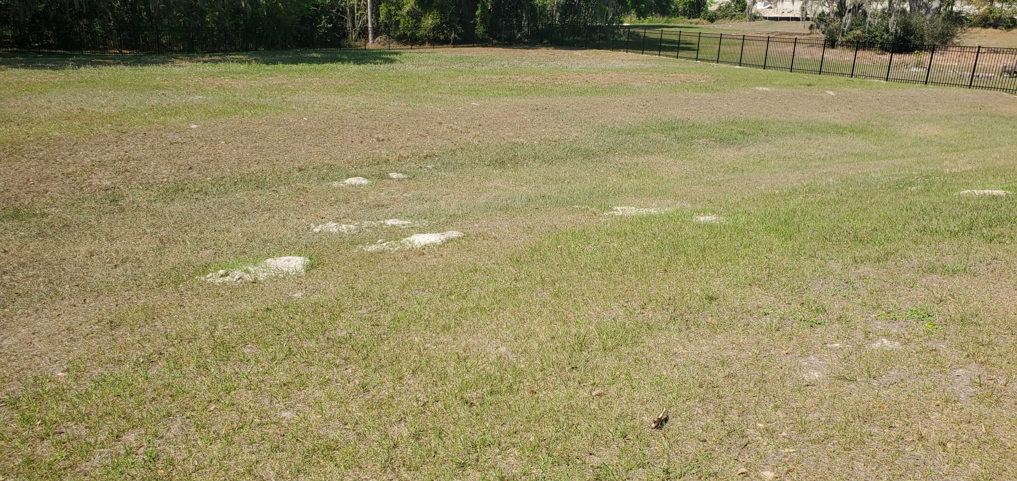 Geomys pinetis Rafinesque, 1817