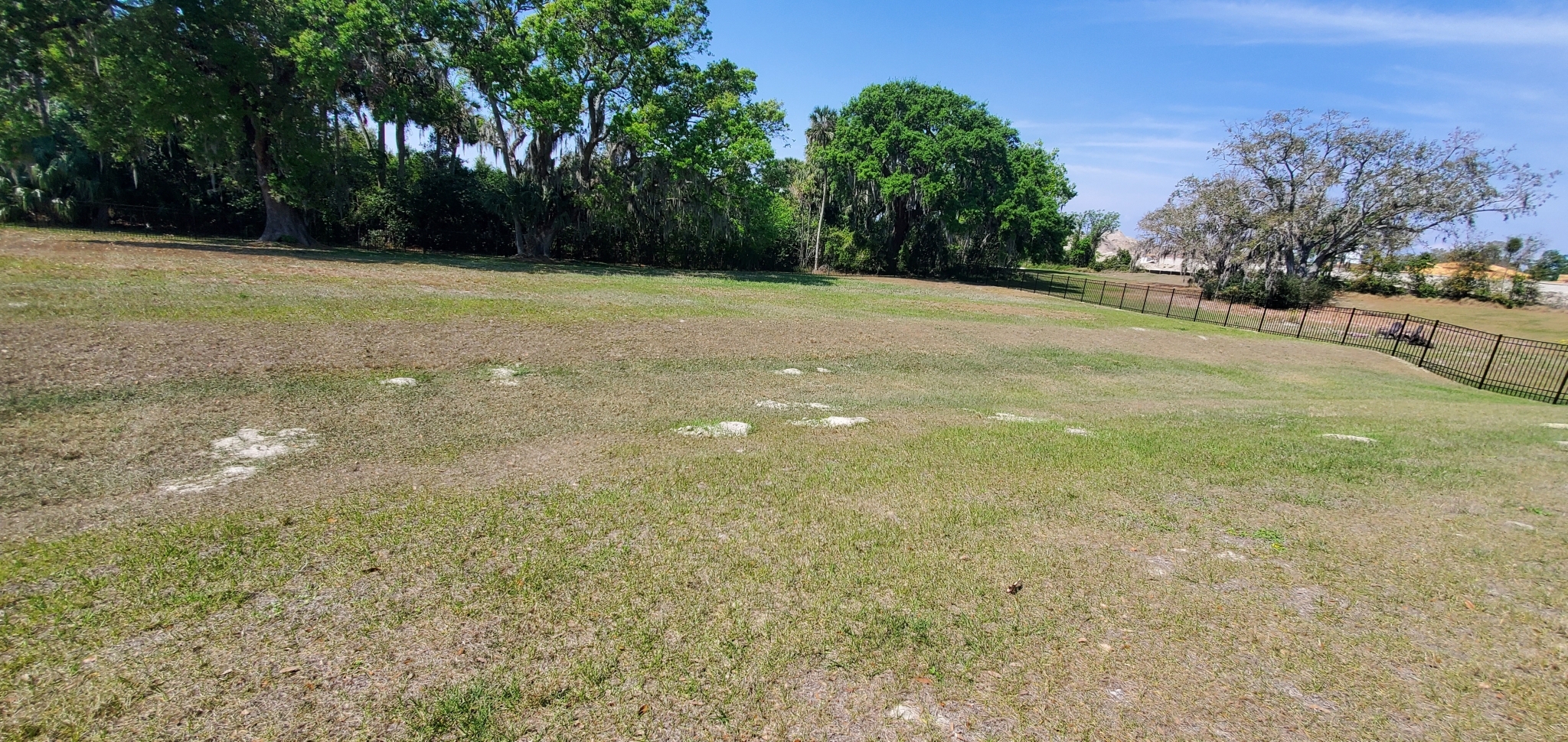 Geomys pinetis Rafinesque, 1817