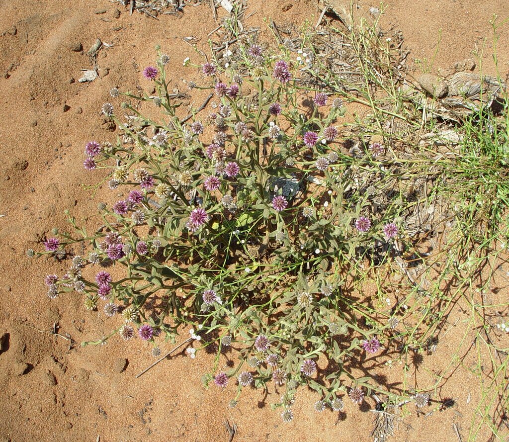 Pterocaulon intermedium from Eighty Mile Beach WA 6725, Australia on ...
