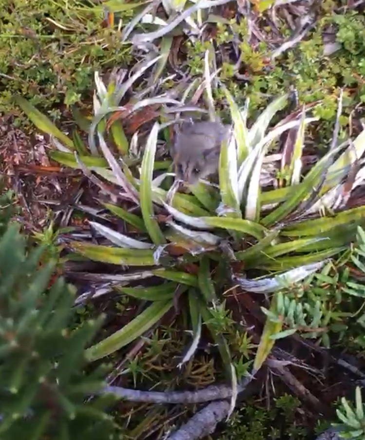 Cercartetus nanus (Desmarest, 1818)