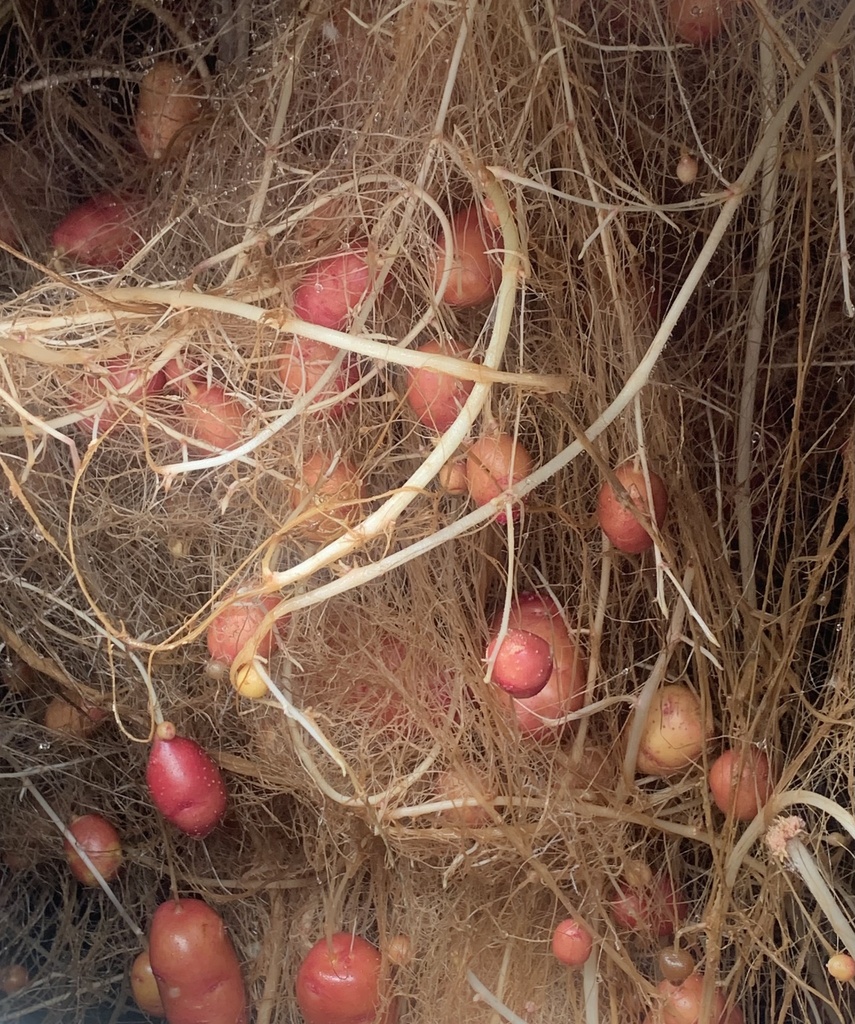 potato (Solanum tuberosum) - Botanical Realm
