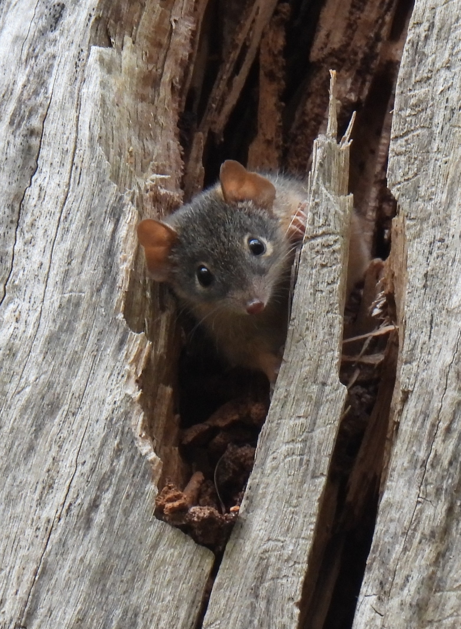 Antechinus flavipes (Waterhouse, 1838)