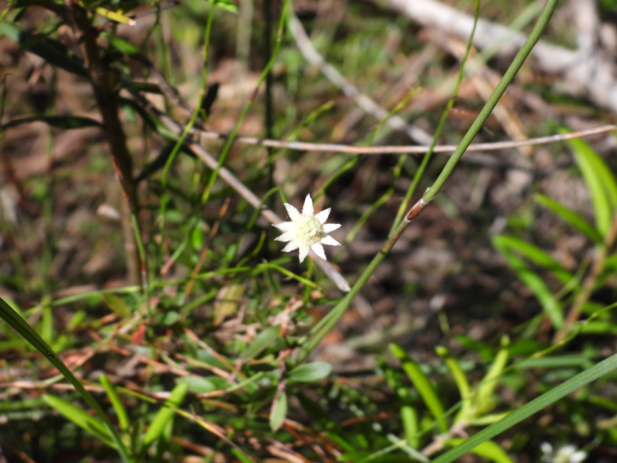 Actinotus minor (Sm.) DC.