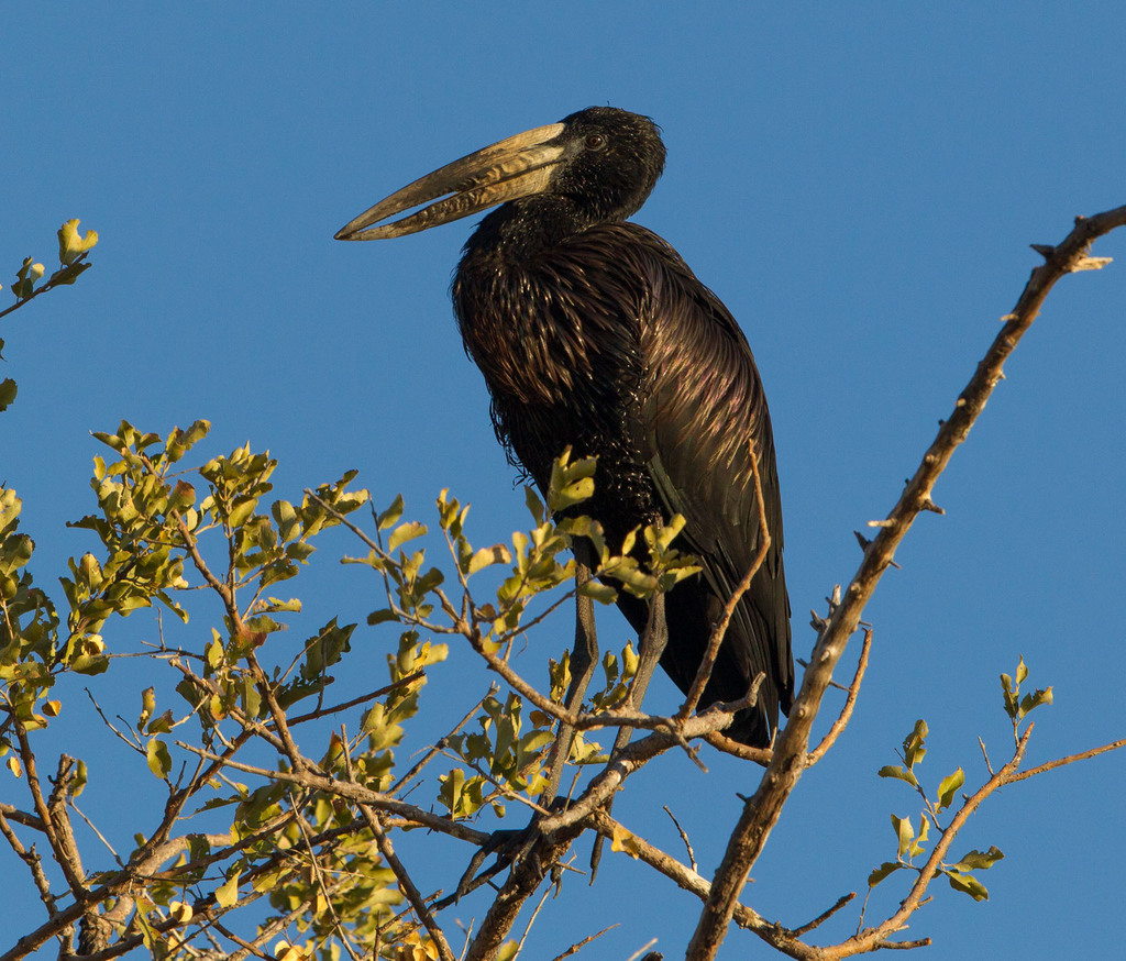 Mainland African Openbill from Ngamiland North, Botswana on July 11 ...