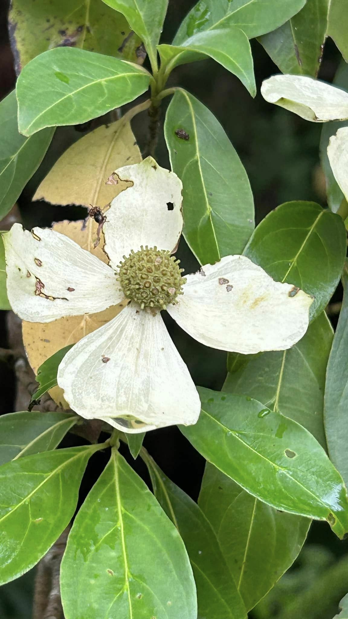 Cornus capitata Wall.