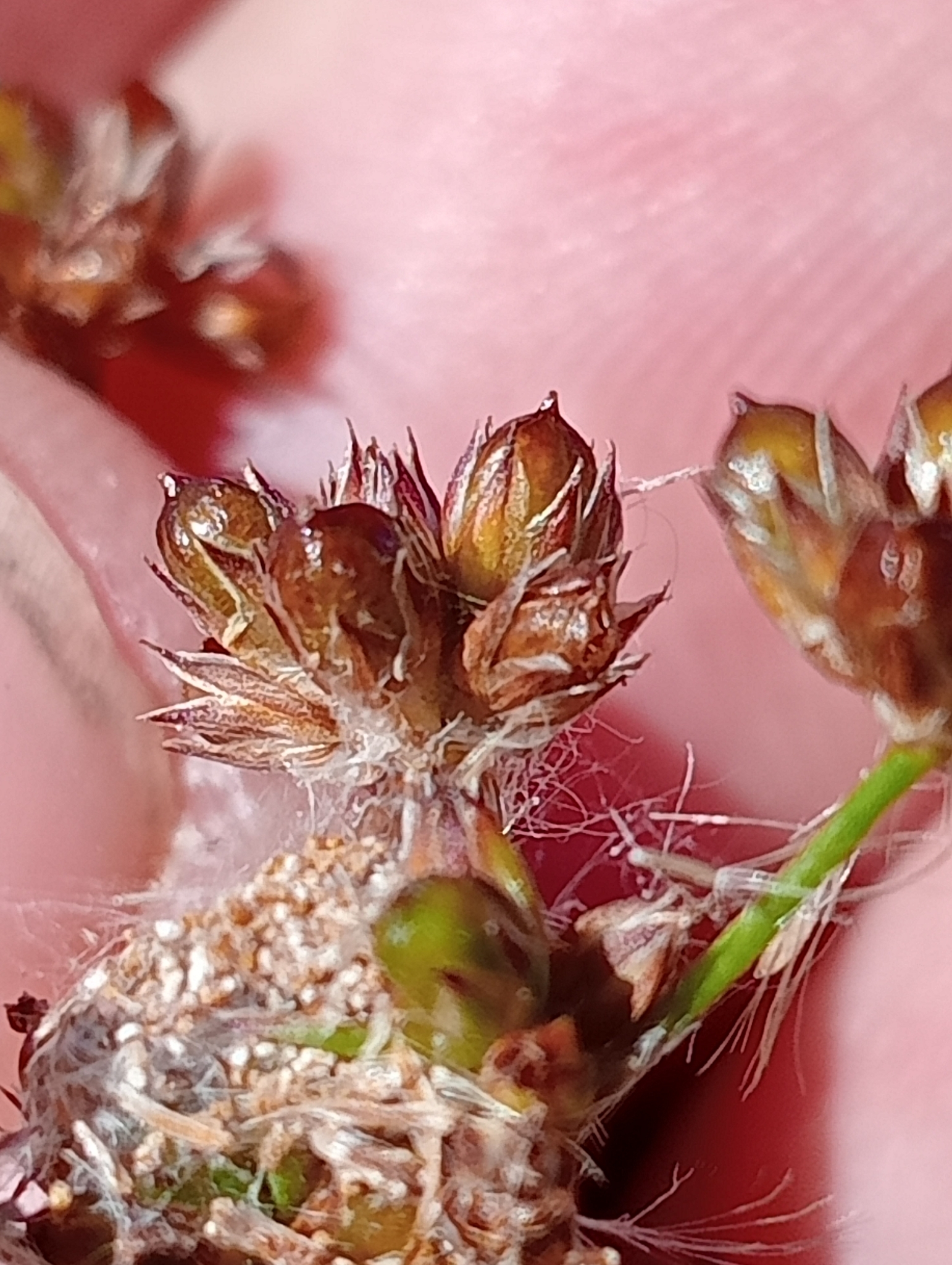 Juncus microcephalus Kunth