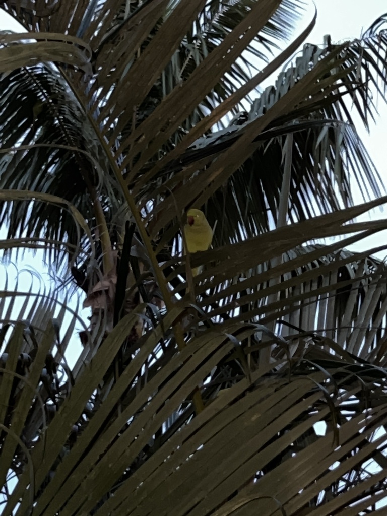Rose-ringed Parakeet from Kauaʻi, Poipu, HI, US on March 17, 2023 at 07 ...