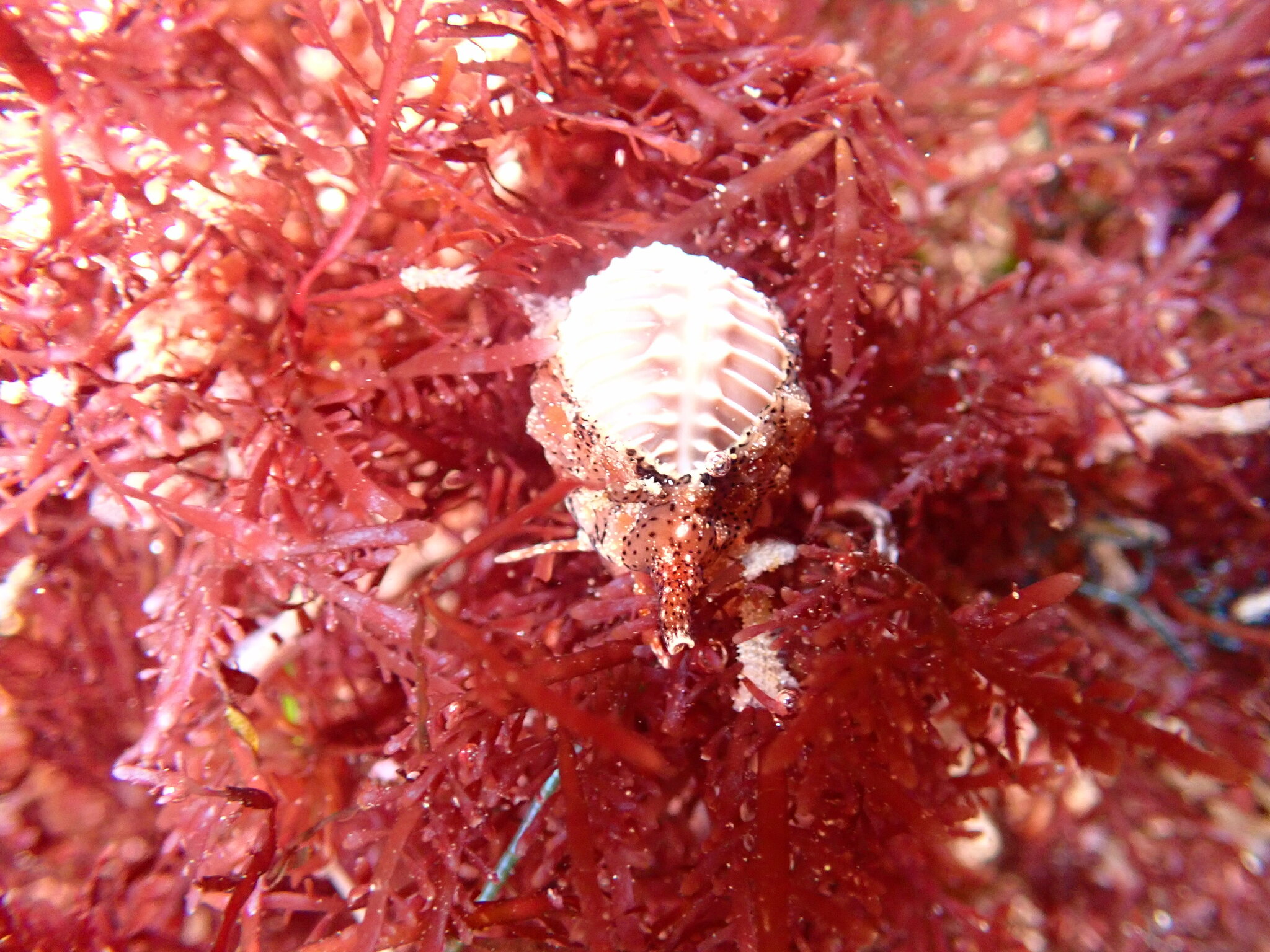 Pusula Jousseaume, 1884