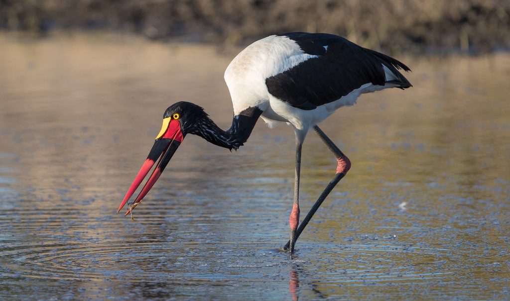 Saddle-billed Stork from Ngamiland North, Botswana on June 6, 2016 at ...