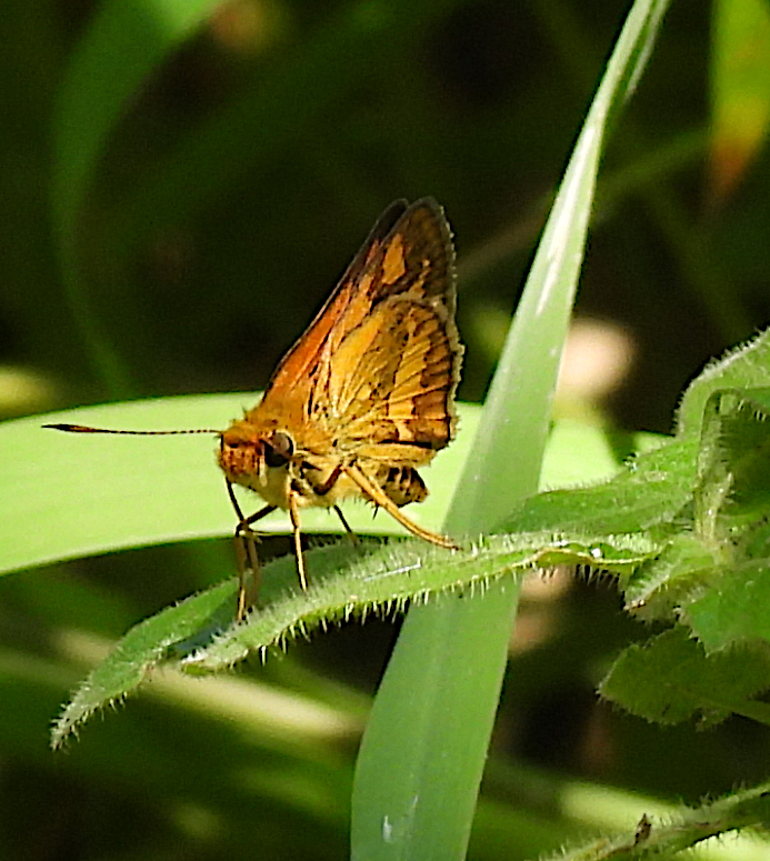 swamp darter from Dowse Lagoon, Sandgate QLD 4017, Australia on March ...