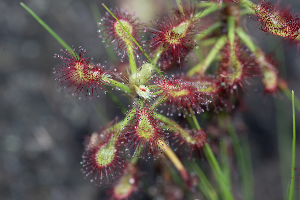 Spoon Sundew from Betty's Bay, 7141, South Africa on July 16, 2015 at ...