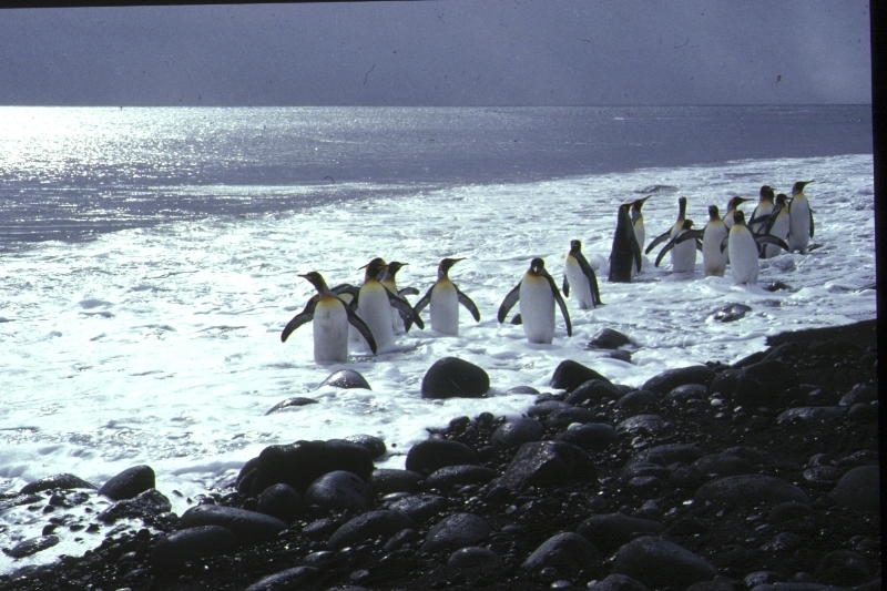 King Penguin from Heard Island and McDonald Islands on April 6, 1990 at ...