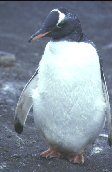 Gentoo Penguin from Heard Island and McDonald Islands on April 6, 1990 ...