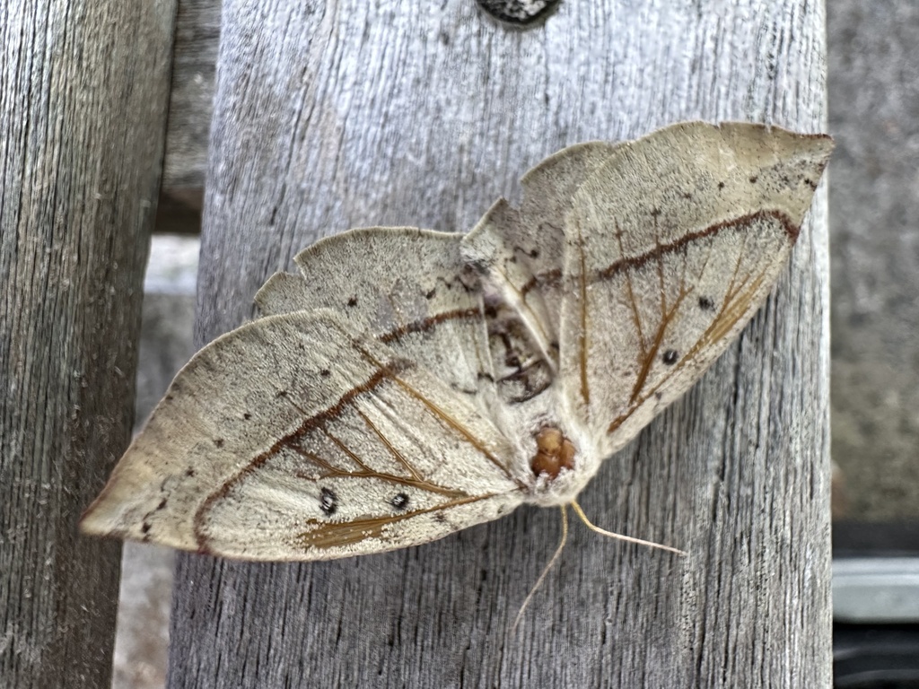 Urticating Anthelid from Bee Farm Rd, Springwood, NSW, AU on March 18 ...