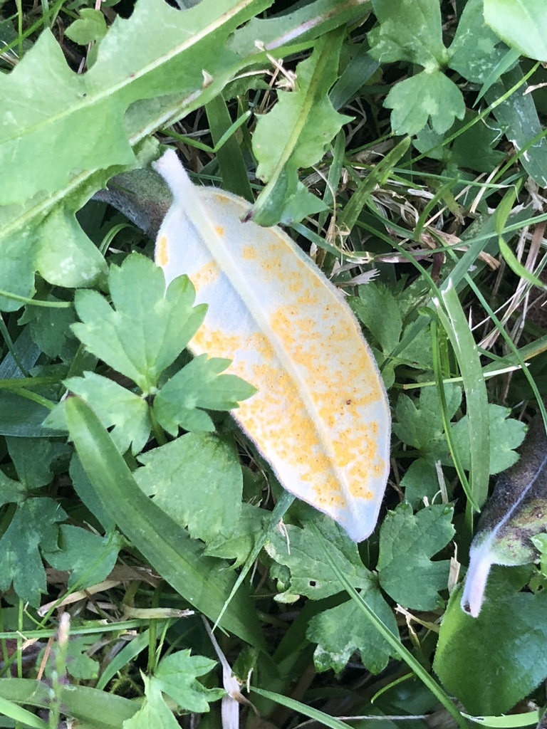 Myrtle Rust in March 2023 by muzkins. Is this myrtle rust on a ...