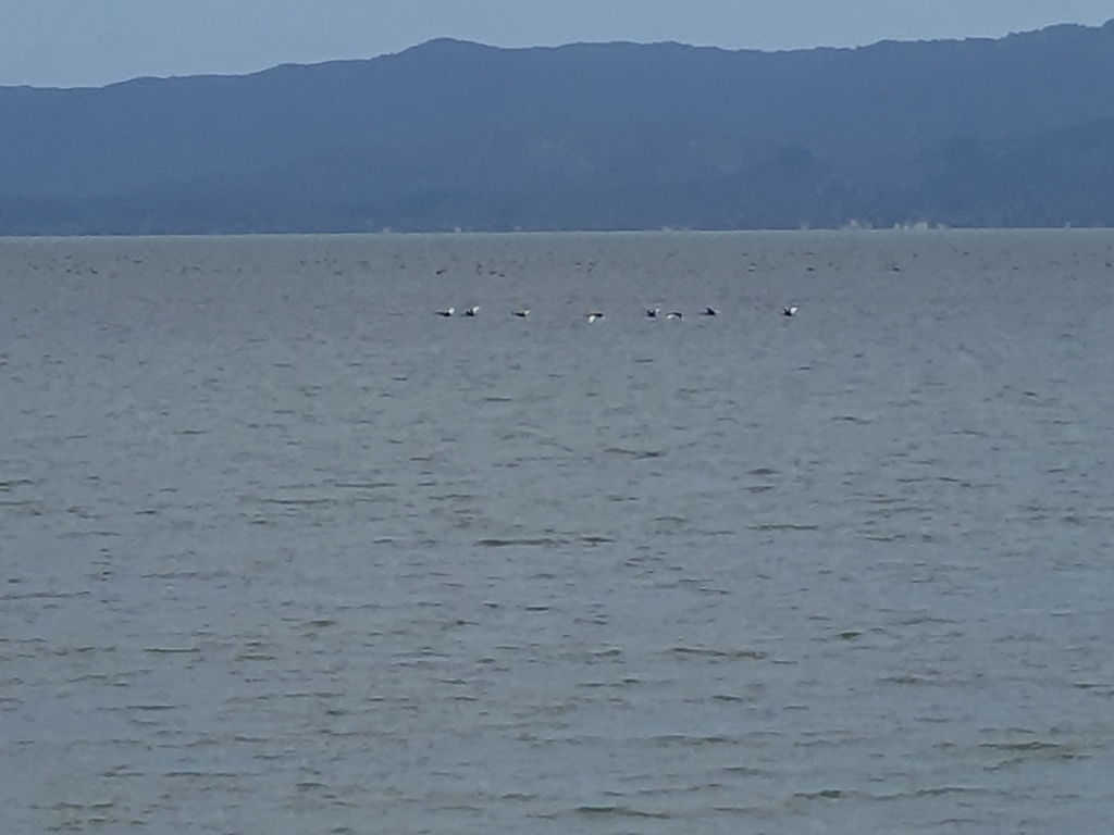 Black Swan from Auckland, New Zealand on February 20, 2023 at 12:39 PM ...