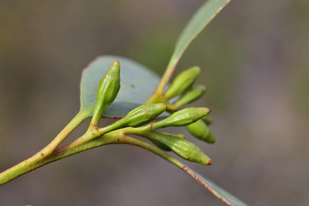 Ridge-fruited mallee from Gerang Gerung VIC 3418, Australia on February ...
