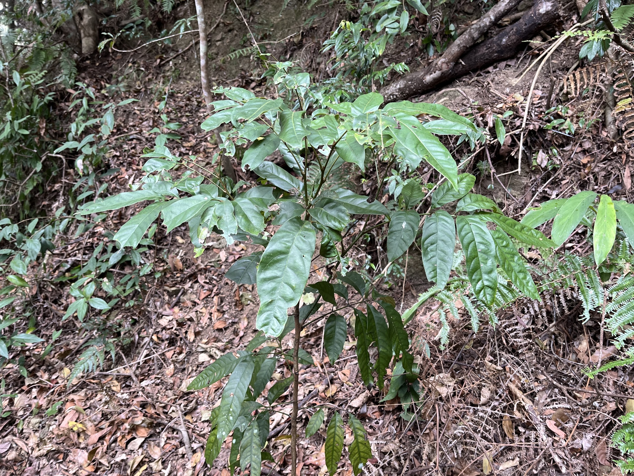 Engelhardia roxburghiana Wall.