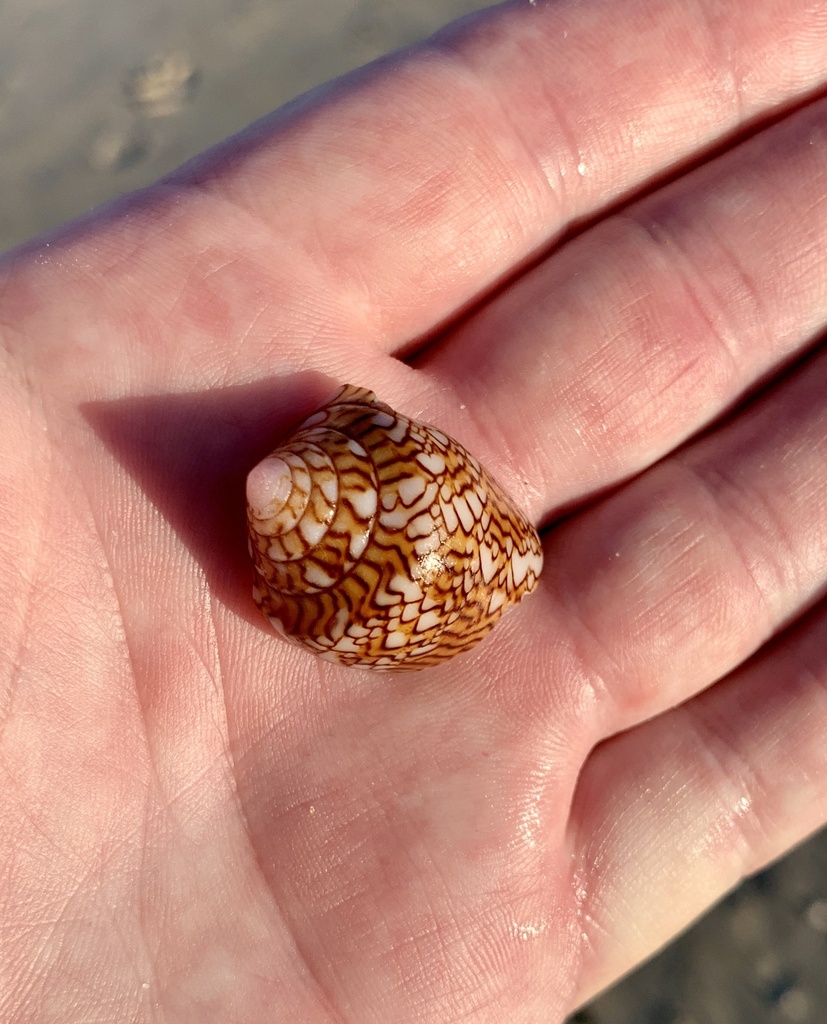Textile Cone from Coral Sea, Main Beach, QLD, AU on March 18, 2023 at ...