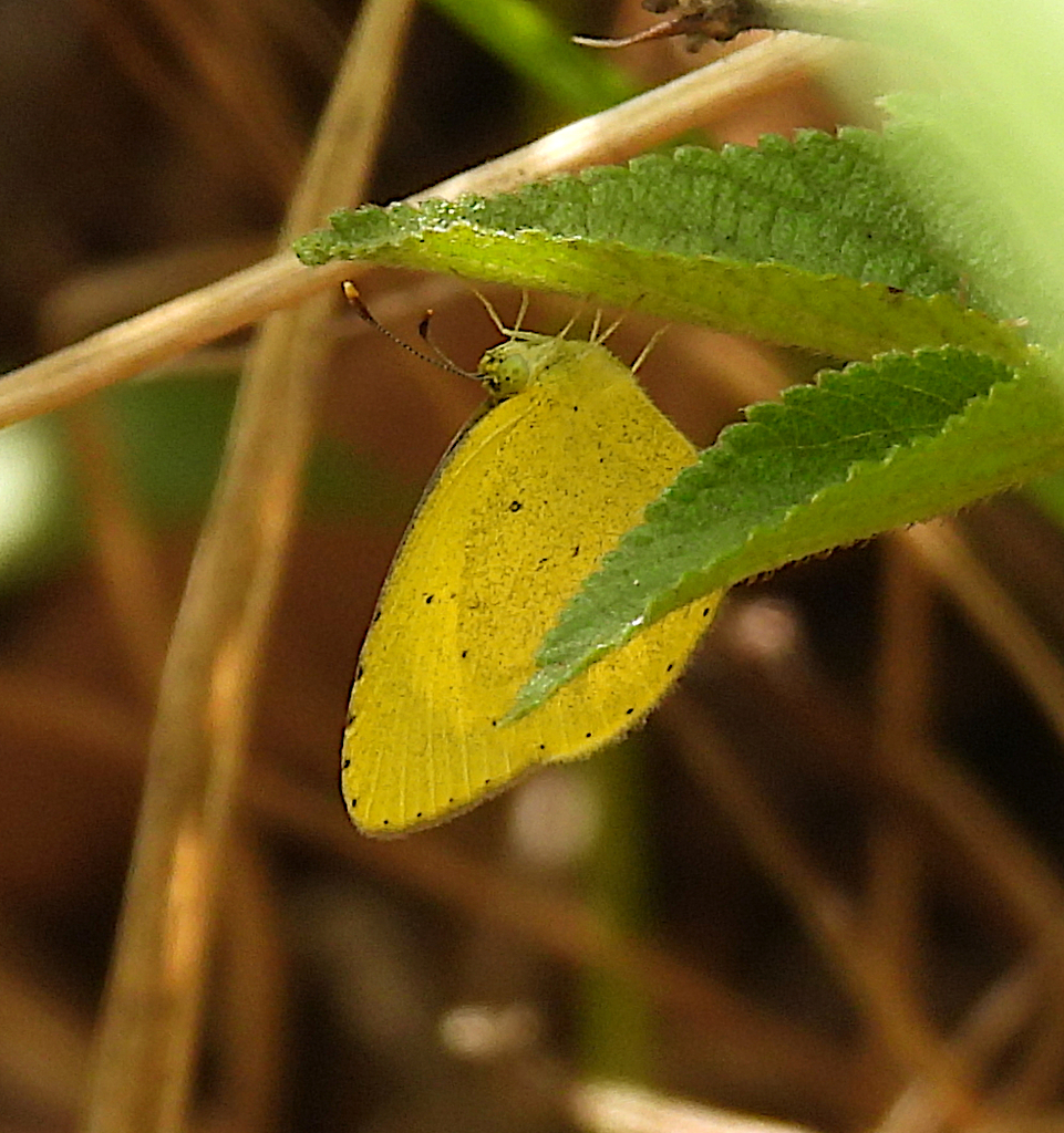 Small Grass-yellow from Ross Road Park, Upper Kedron QLD 4055 ...