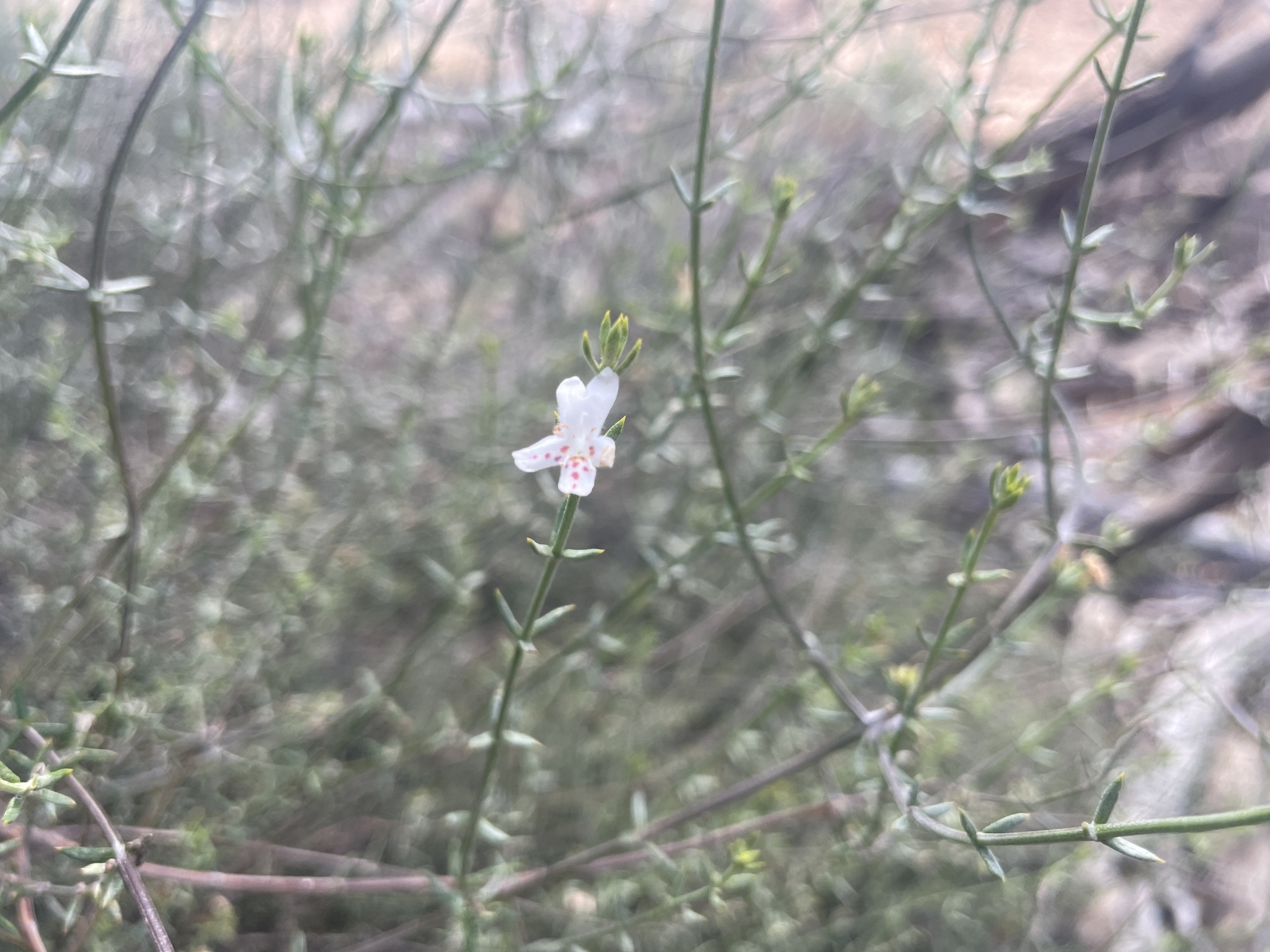 Westringia rigida R.Br.