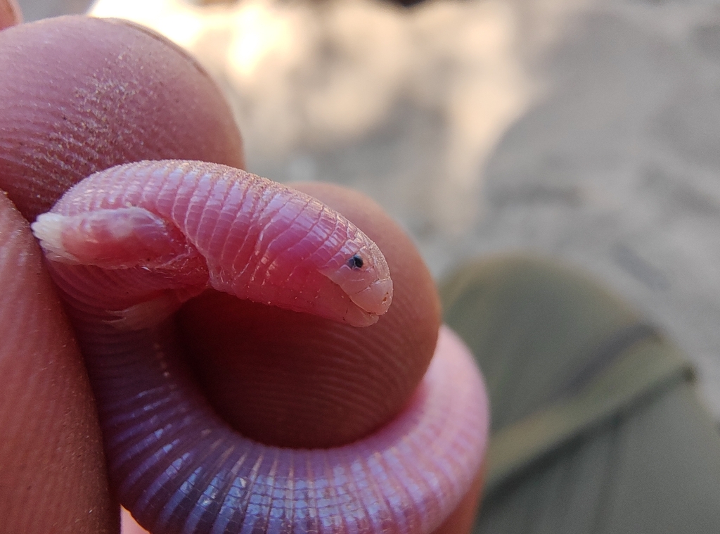 Five-toed Worm Lizard from La Paz, B.C.S., México on March 16, 2023 at ...