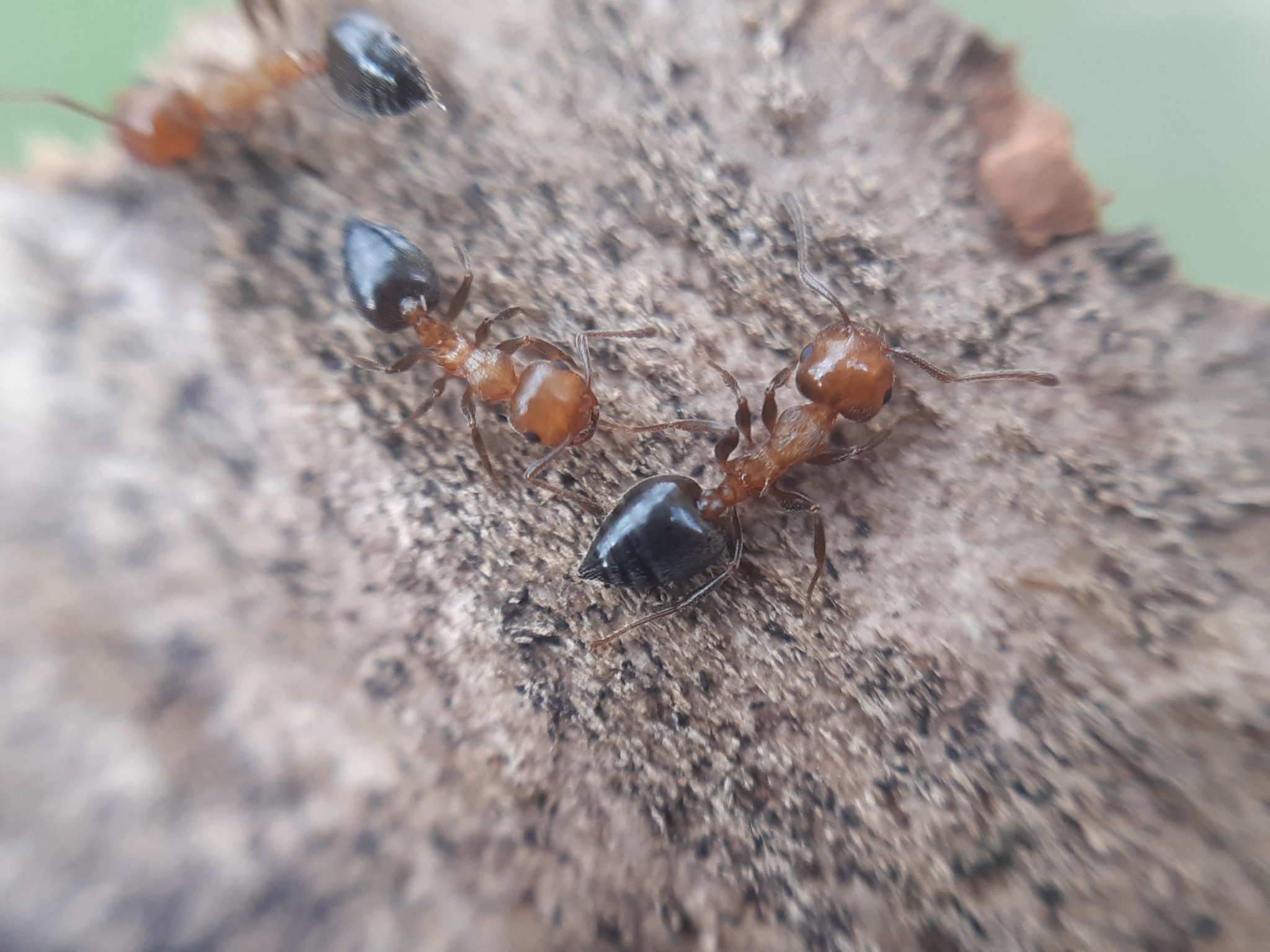 Crematogaster schmidti (Mayr, 1853)