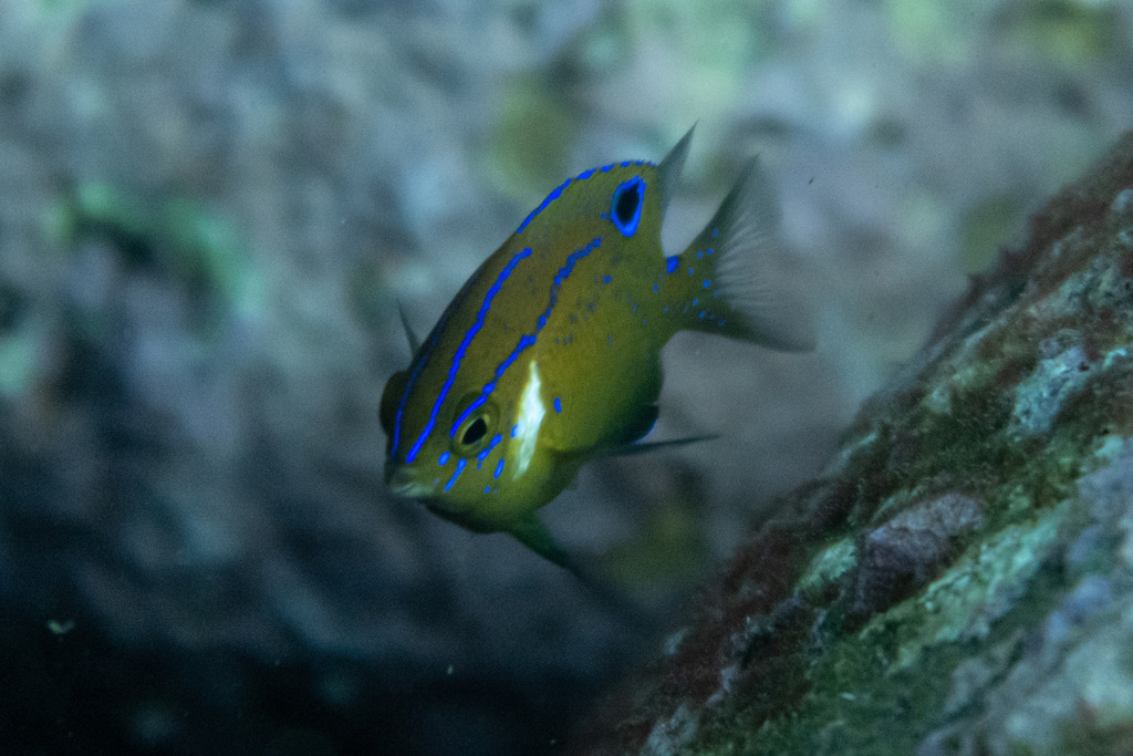 White-ear from Northern Beaches Council, NSW, Australia on March 16 ...