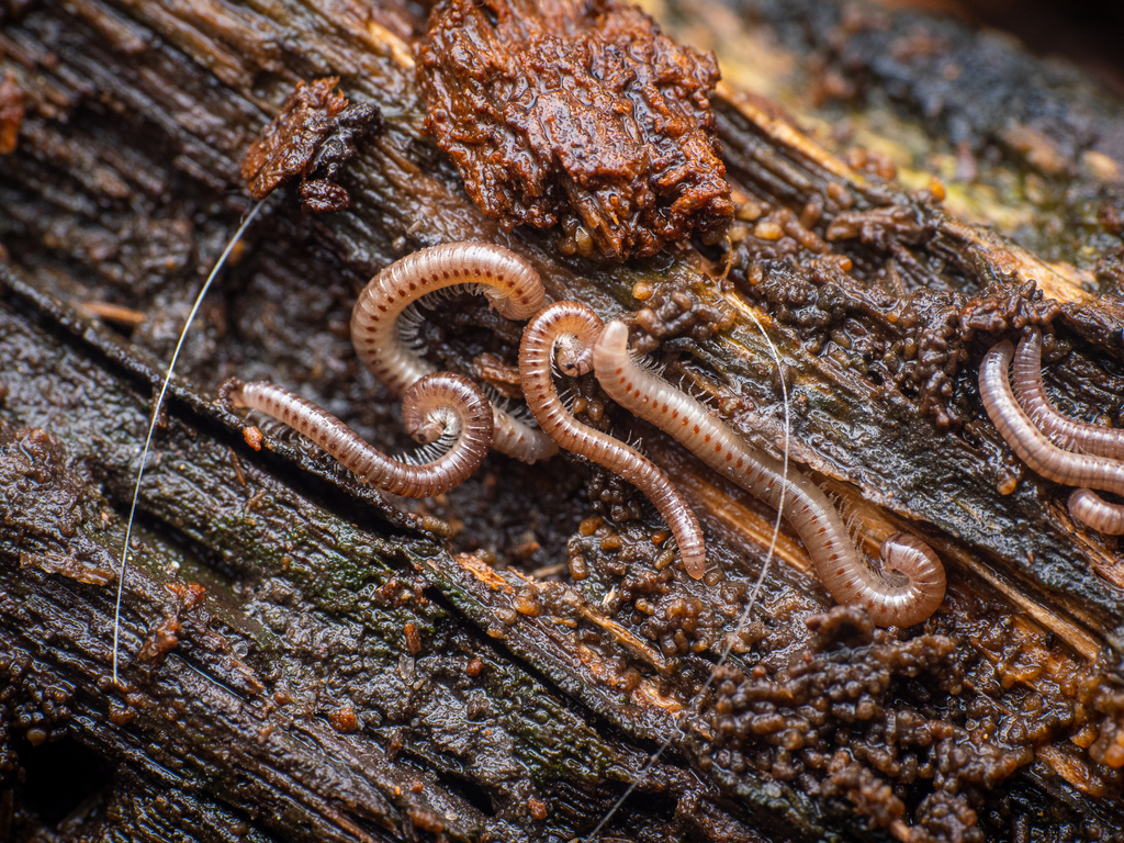 Blunt-tailed Snake Millipede from Berlin, Berlin, Germany on March 12 ...