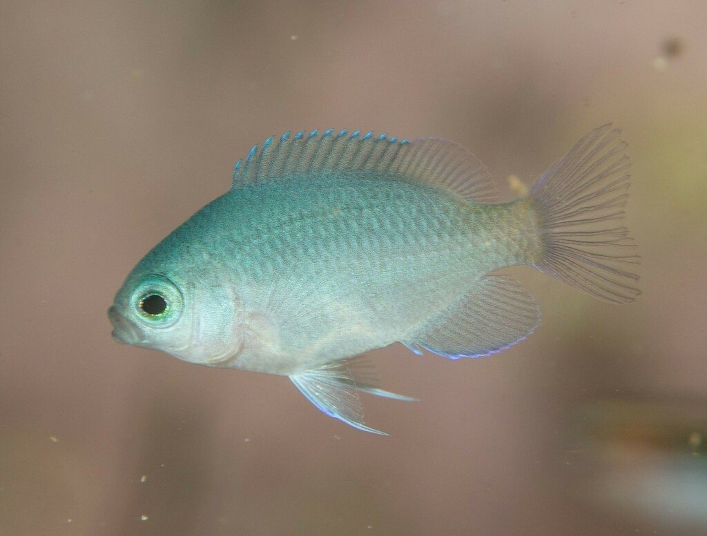 Grey Damsel from 1 Bower Ln, Manly NSW 2095, Australia on March 18 ...