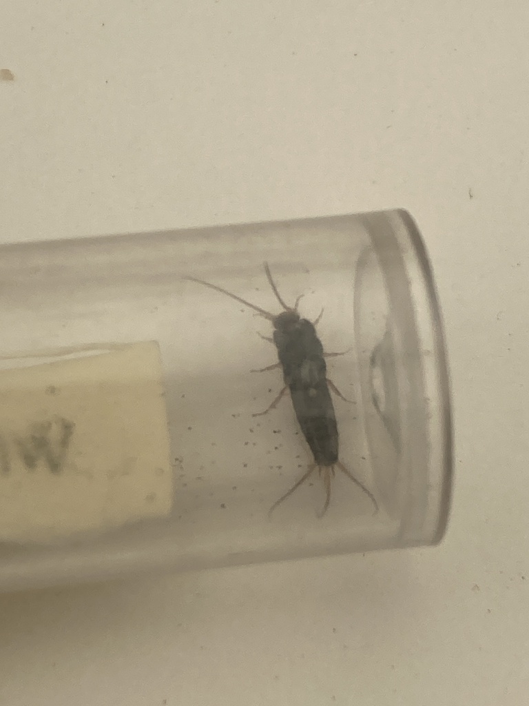 Typical Silverfishes from South Pacific Ocean, Canterbury, NZ on March ...