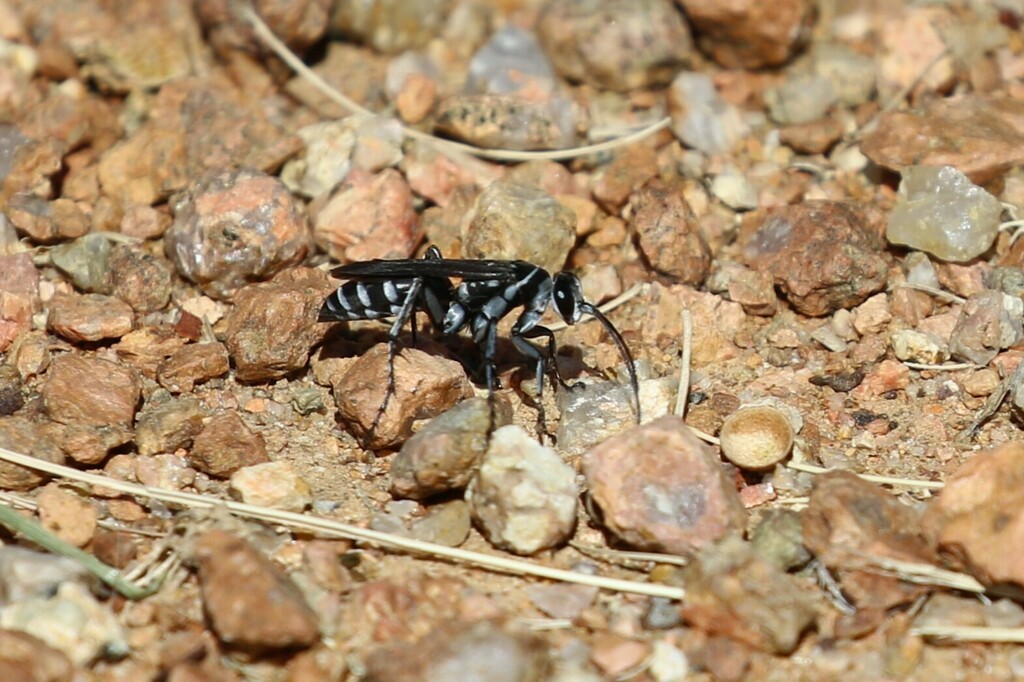 Turneromyia from Geoscience Australia, Symonston, ACT, Australia on ...
