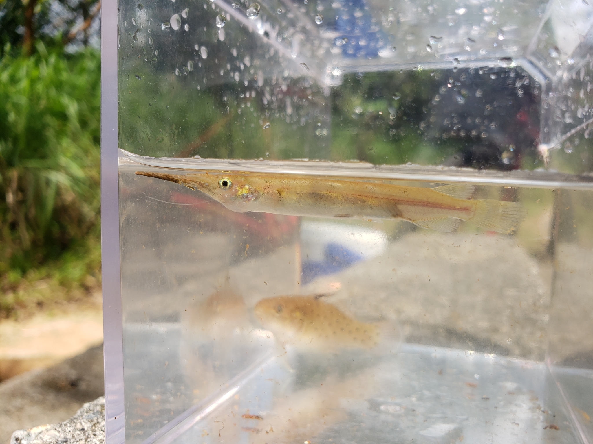 Dermogenys collettei Meisner, 2001