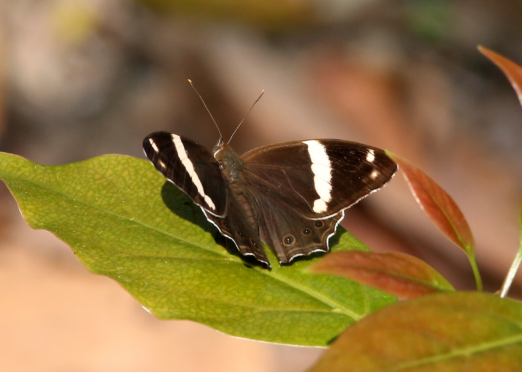 Lethe confusa Aurivillius, 1897