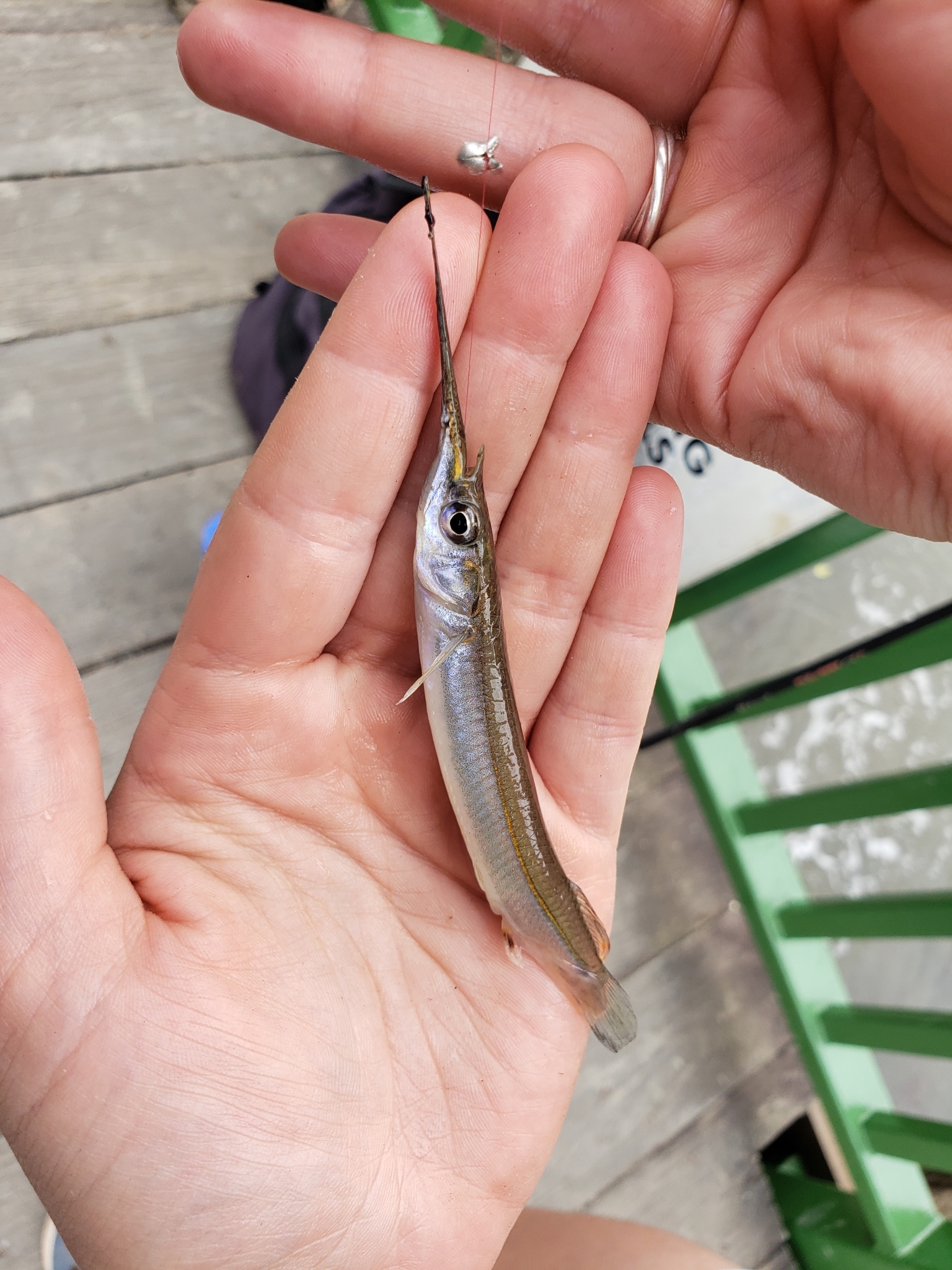 Zenarchopterus buffonis (Valenciennes, 1847)