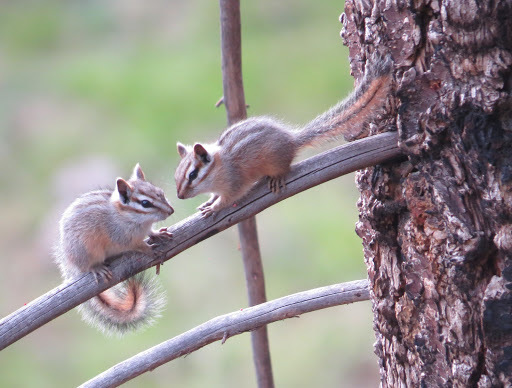 Cliff Chipmunk (Neotamias dorsalis) - Know Your Mammals