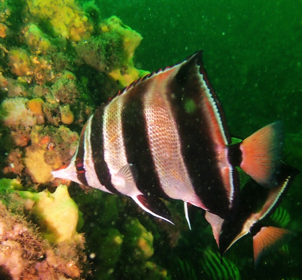 Eastern Talma from Sydney NSW, Australia on March 08, 2023 at 10:48 AM ...