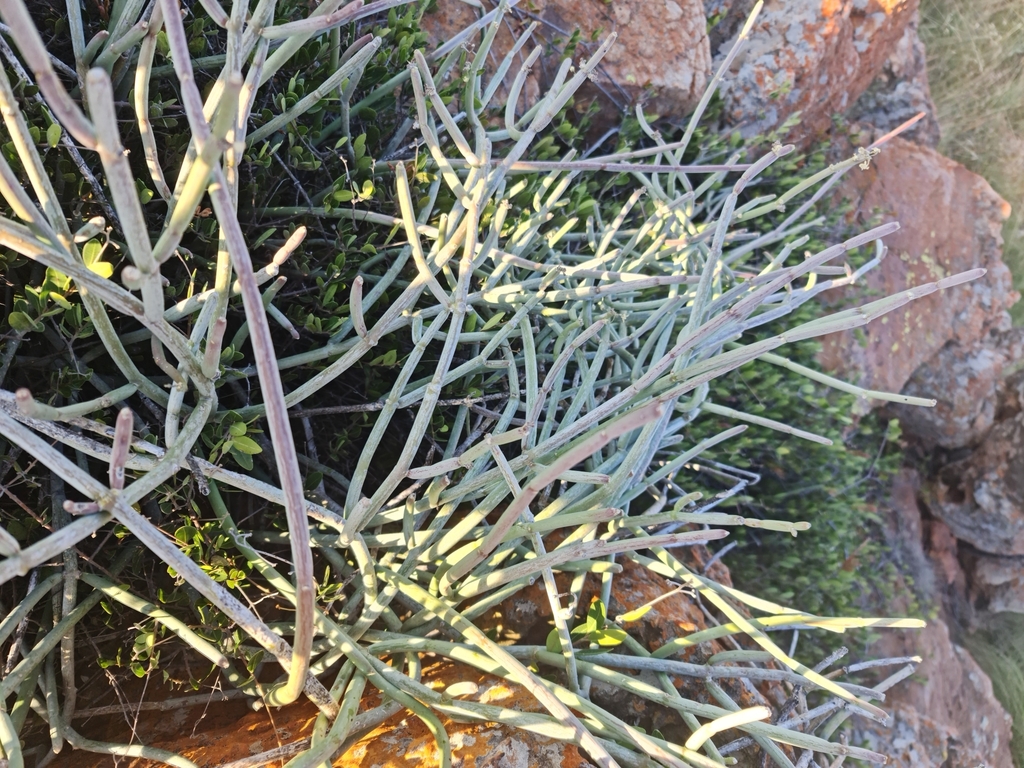 Caustic Vine from Merafong City Local Municipality, South Africa on ...