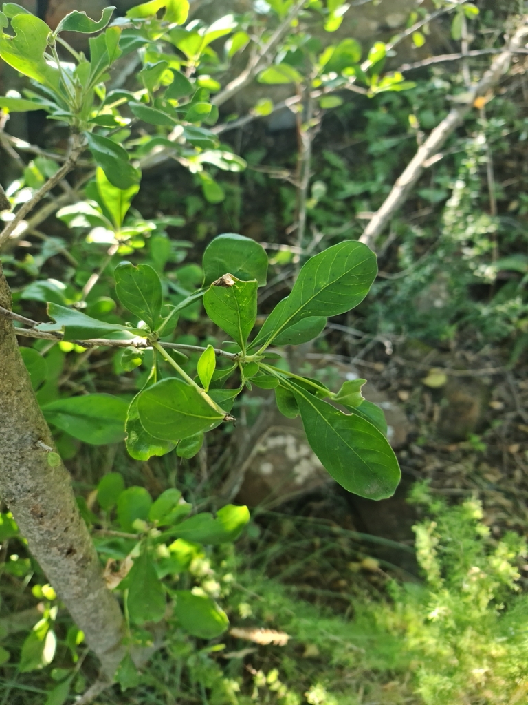 Common Pavetta from Merafong City Local Municipality, South Africa on ...