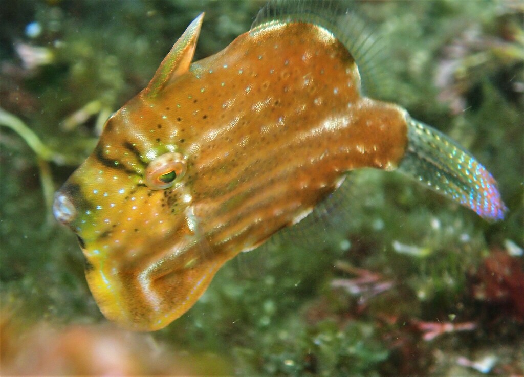 Southern Pygmy Leatherjacket from Sydney NSW, Australia on March 18 ...