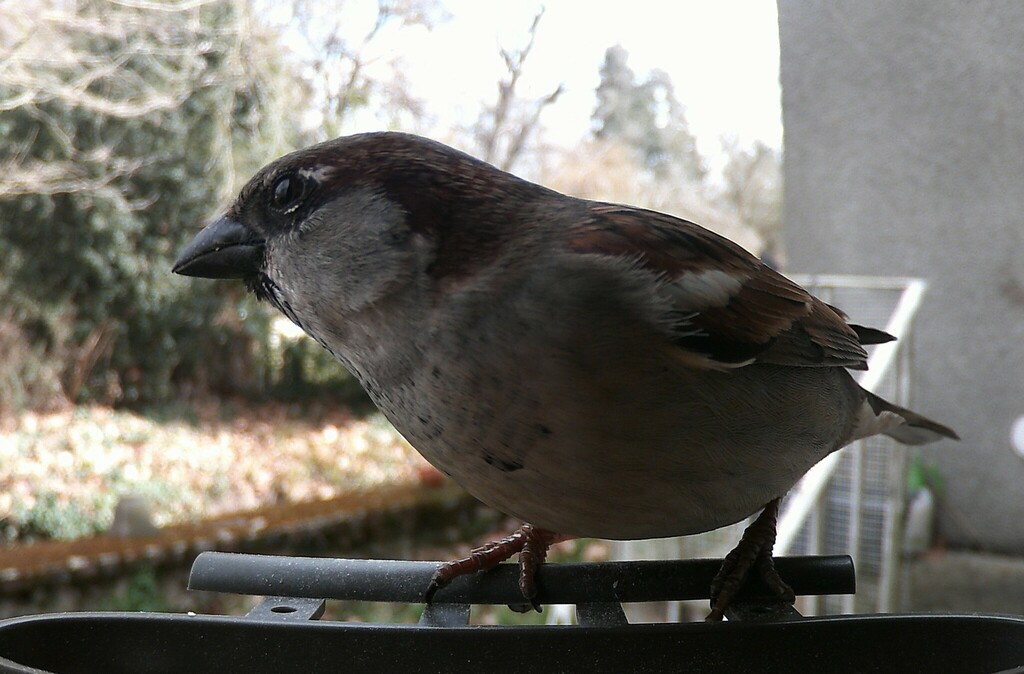 House Sparrow from 45250 Briare, France on March 05, 2023 at 01:01 PM ...