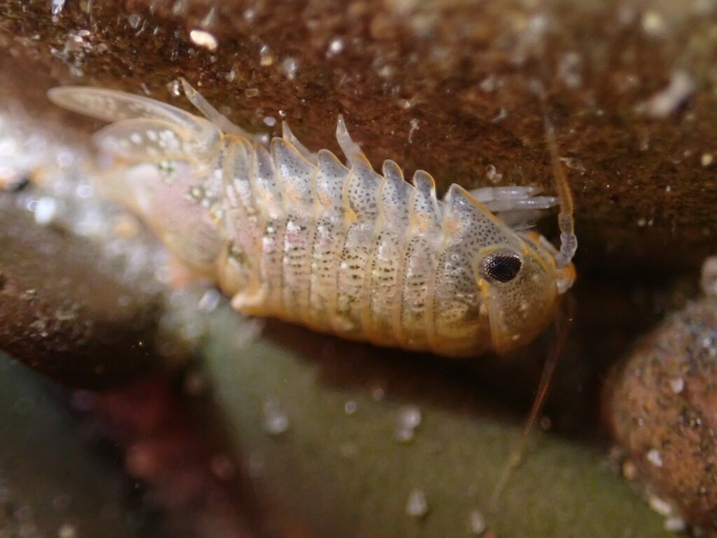 Zuzara venosa from Hallett Cove SA 5158, Australia on March 18, 2023 at ...